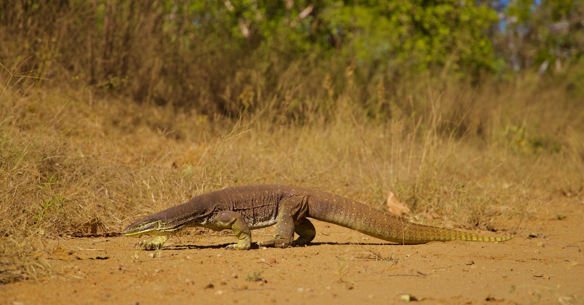Emoji Evolution: How Digital Icons Transformed Global Communication ...